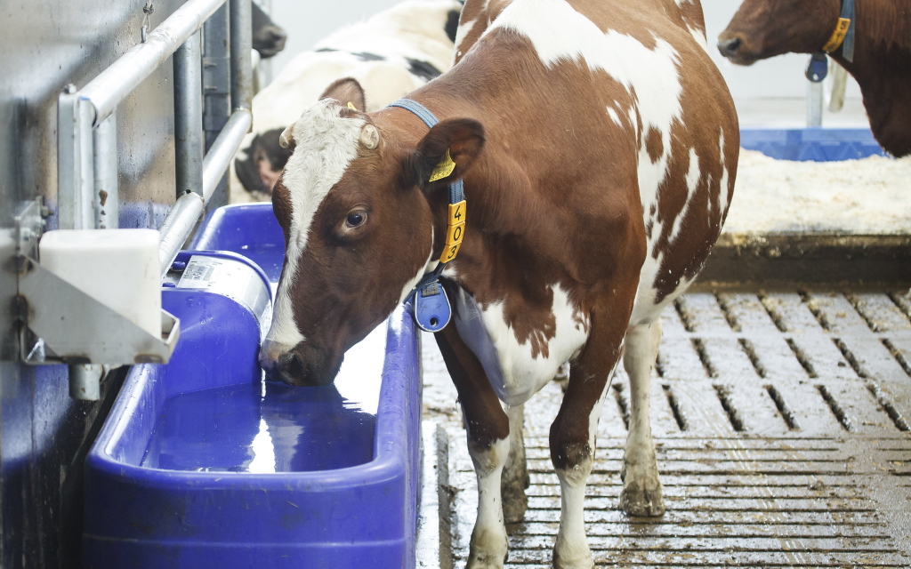 5 conseils sur l'abreuvement dans un bâtiment - Agri Maker